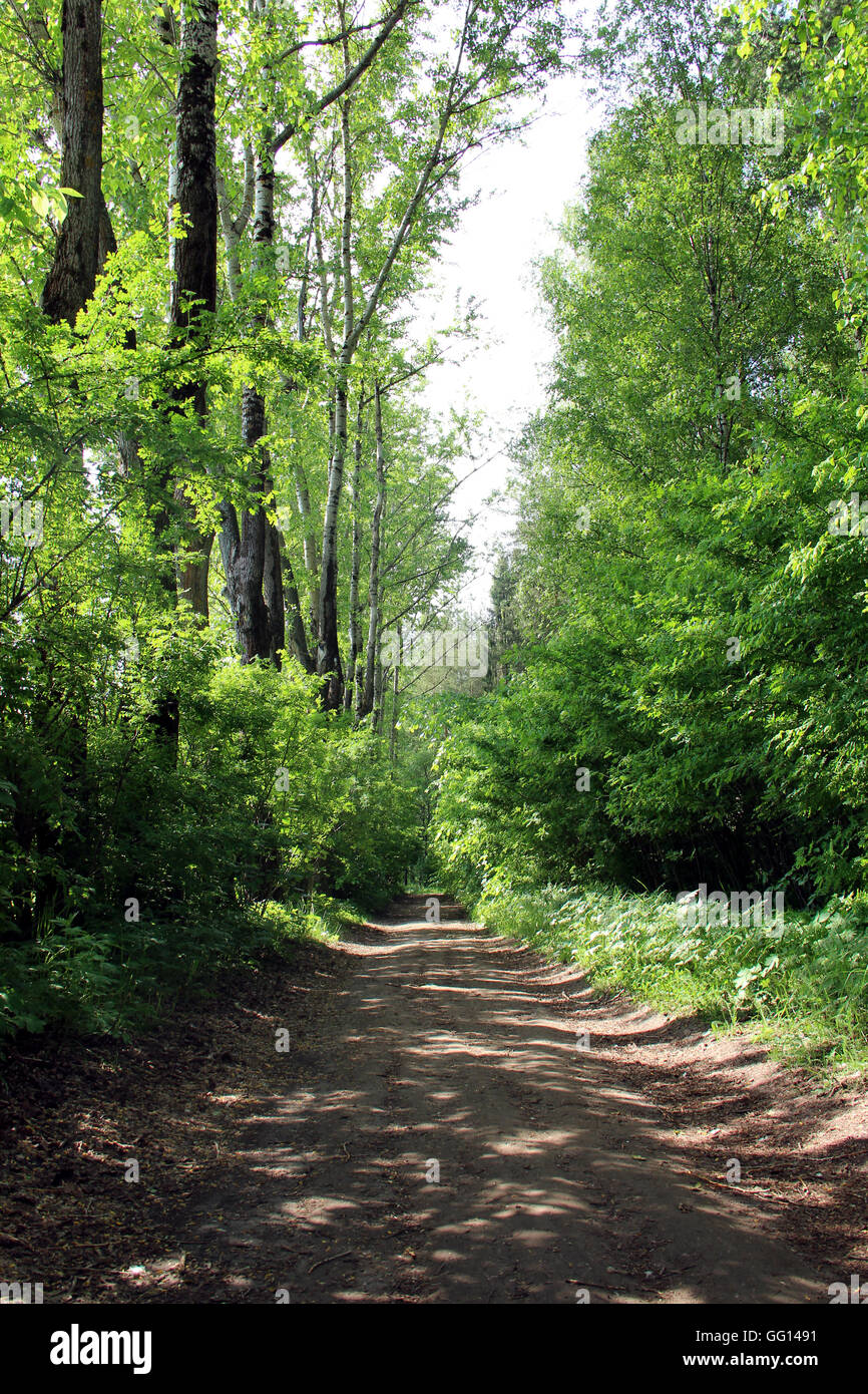 Ground road in the forest Stock Photo - Alamy