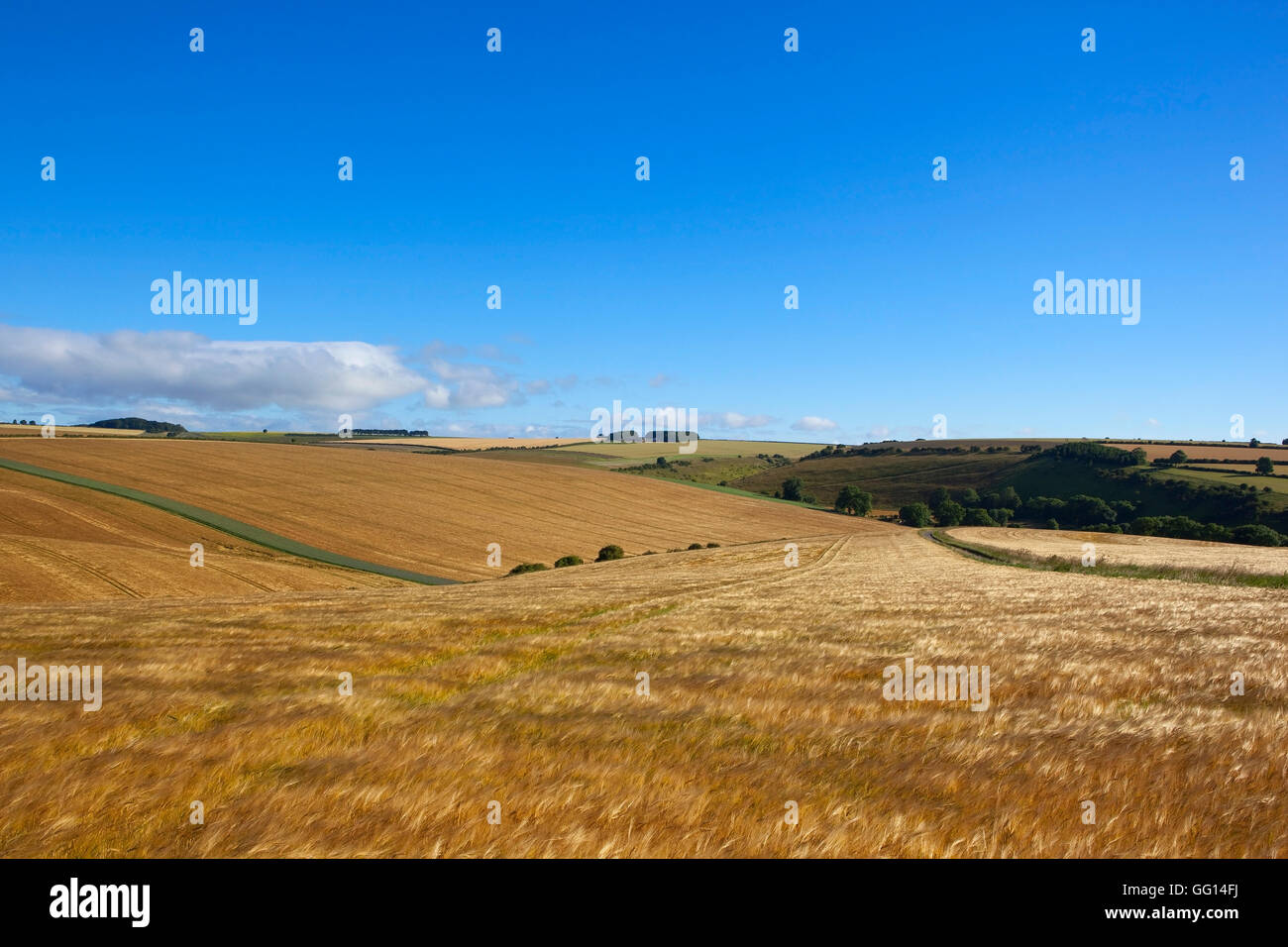 Extensive golden barley fields in the scenic landscape of the Yorkshire ...