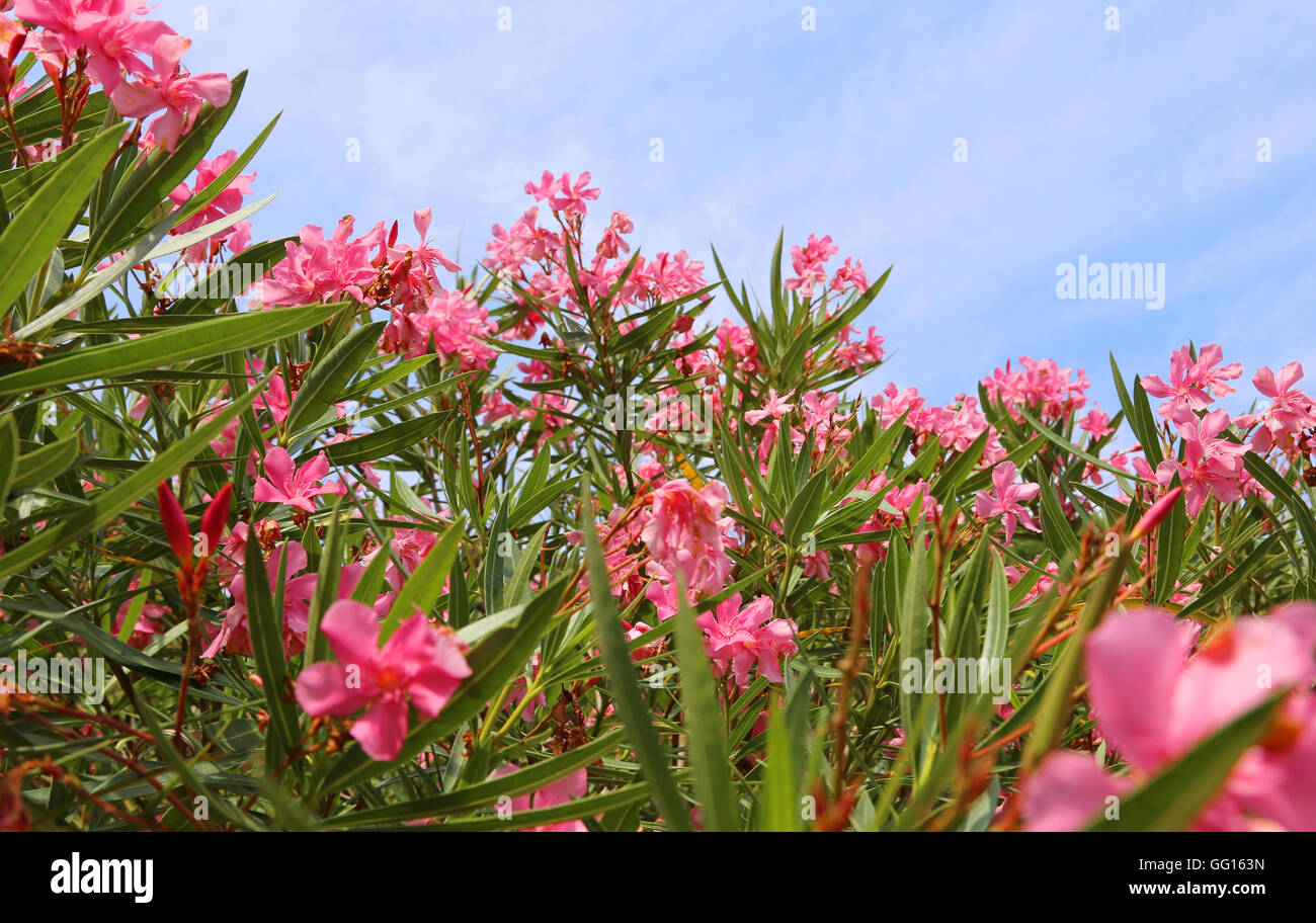 beautiful oleander flower in the garden and clean blue sky in summer ...