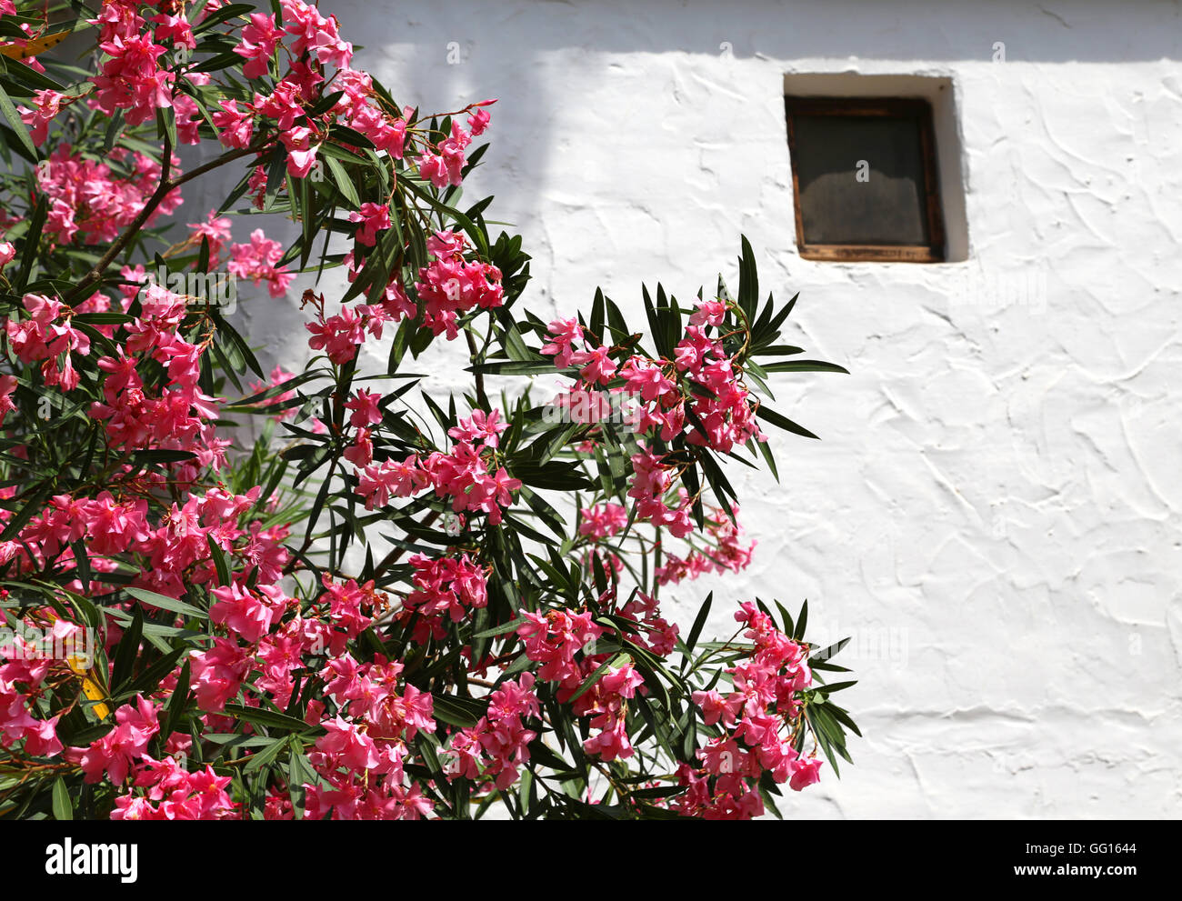 Oleander plant home hi-res stock photography and images - Alamy
