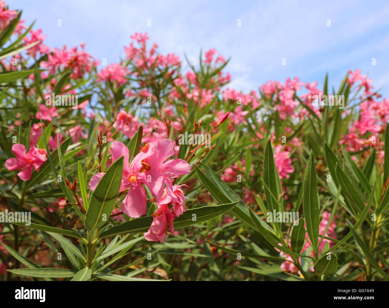 oleander flower in the garden and the blue sky Stock Photo - Alamy