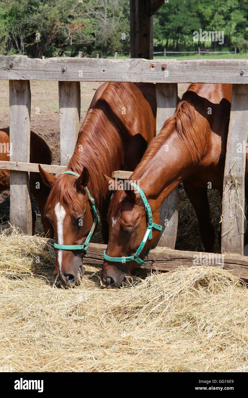 Horses sharing grass hi-res stock photography and images - Alamy