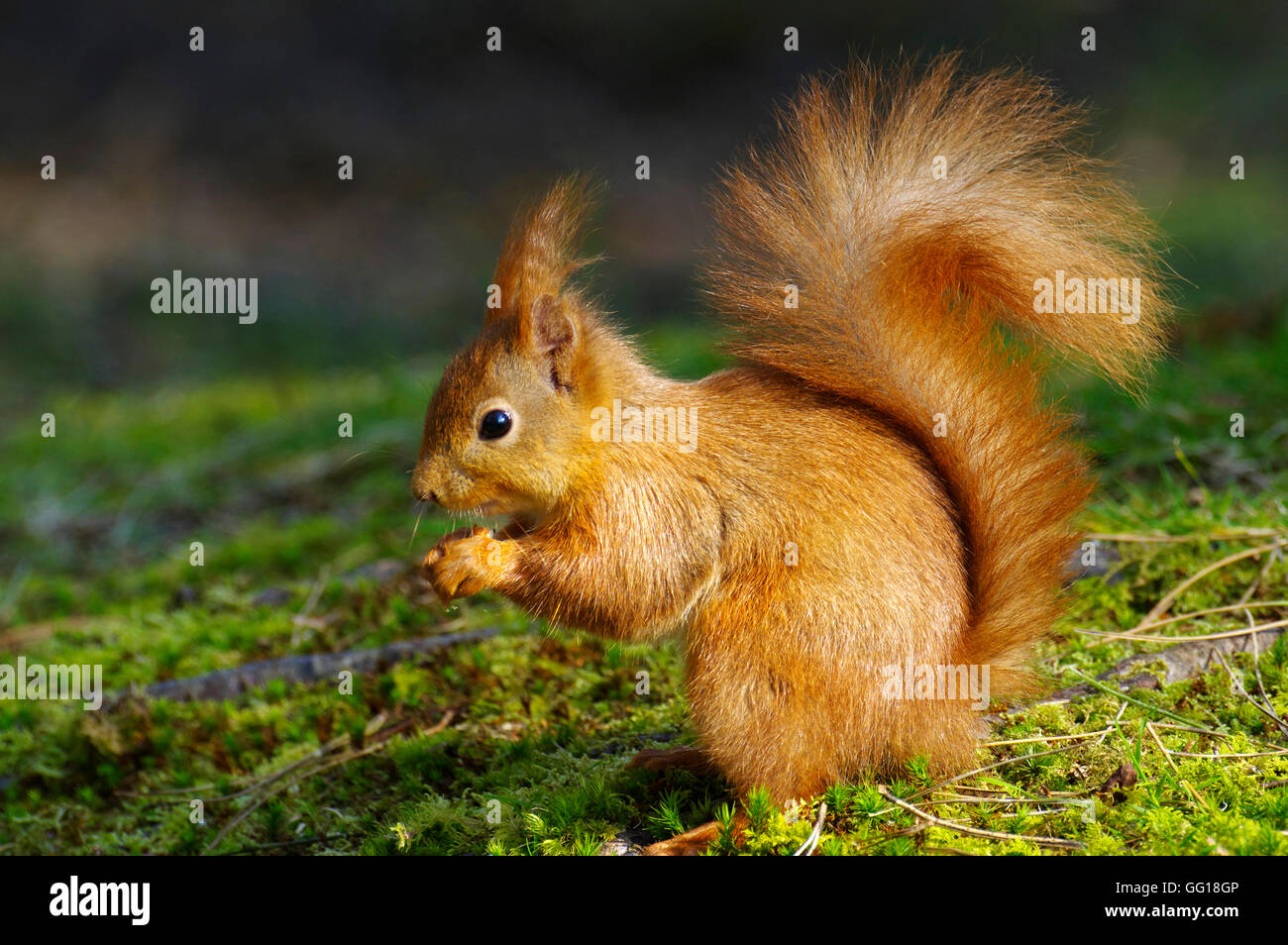 Red squirrel great britain hi-res stock photography and images - Alamy