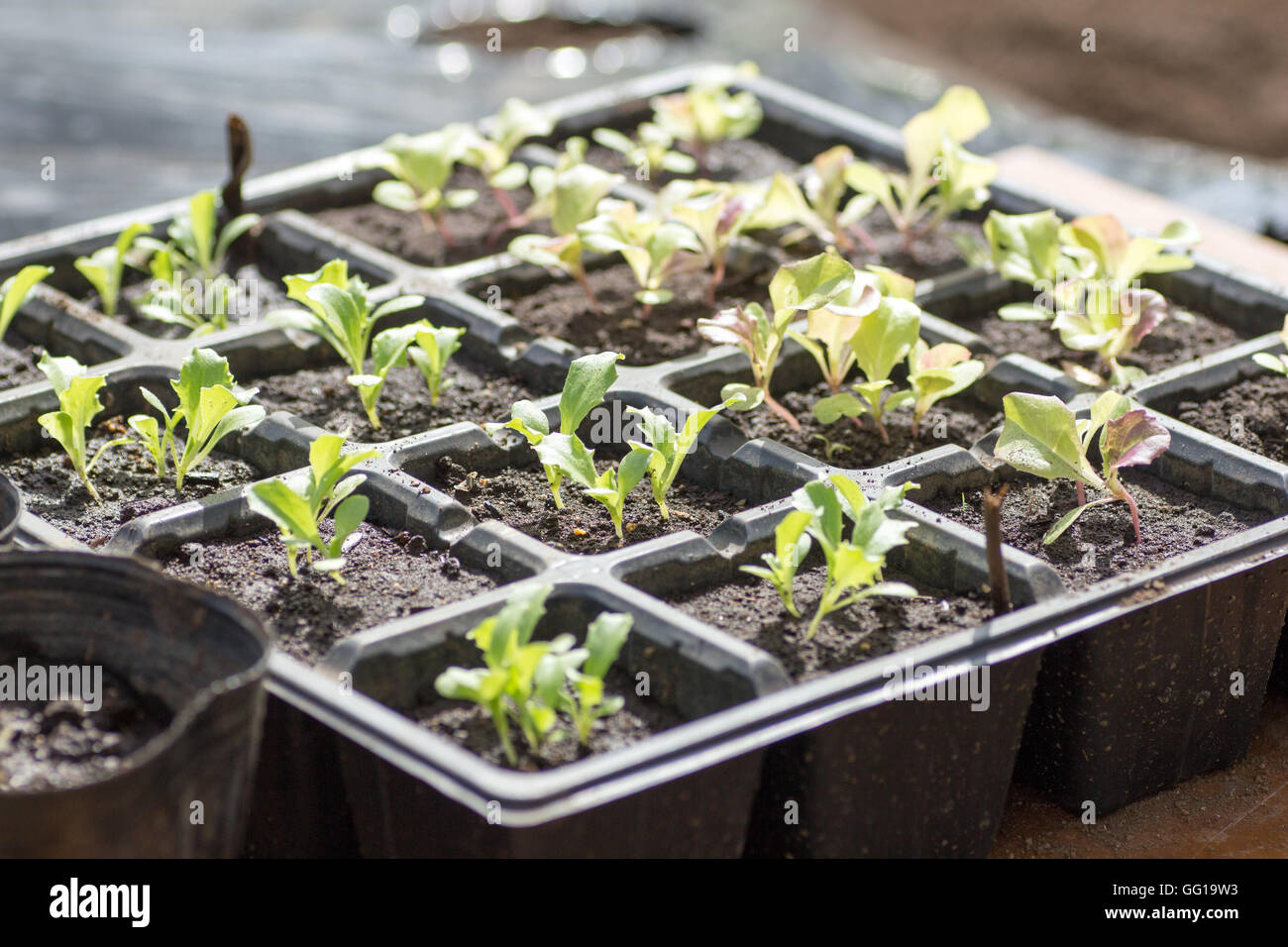 Seedlings lettuce in cell tray hi-res stock photography and images - Alamy
