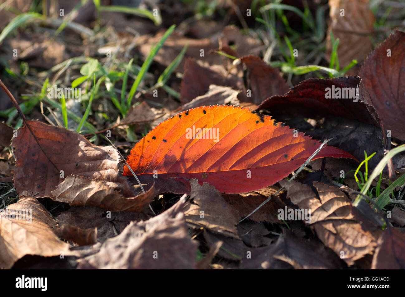 Fallen leaf hi-res stock photography and images - Alamy