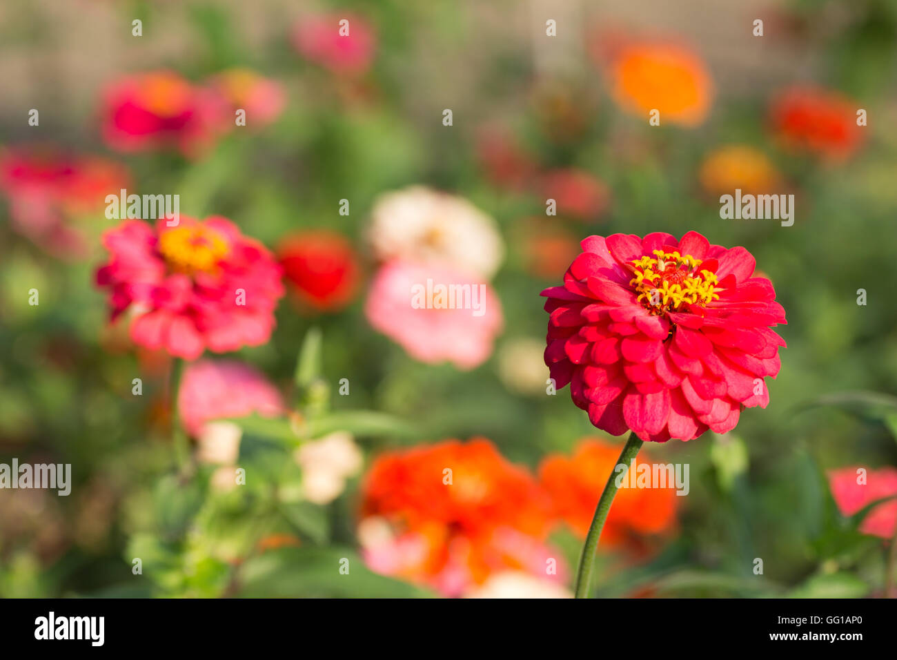Closeup of a beautiful red Zinnias in the wild, (zinnia Elegans ...