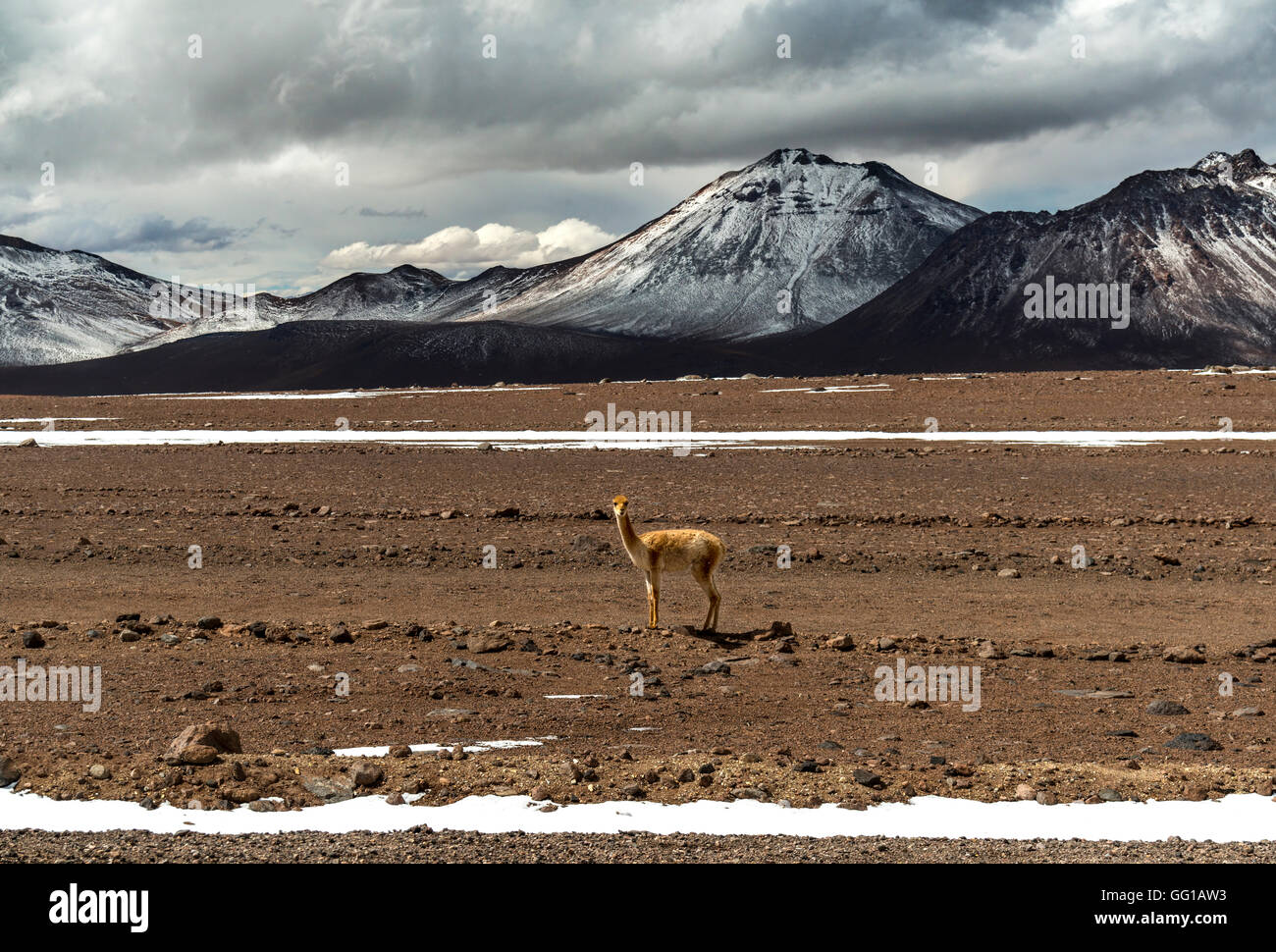 vicuna looking at camera with snow-capped Andes as background Stock ...