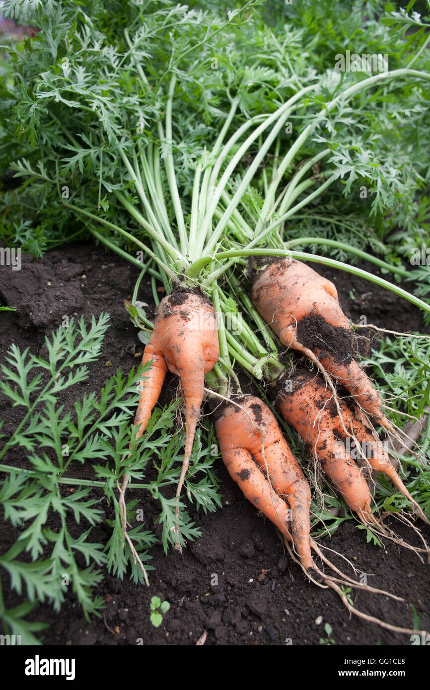 Branched root carrot on the farm Stock Photo - Alamy