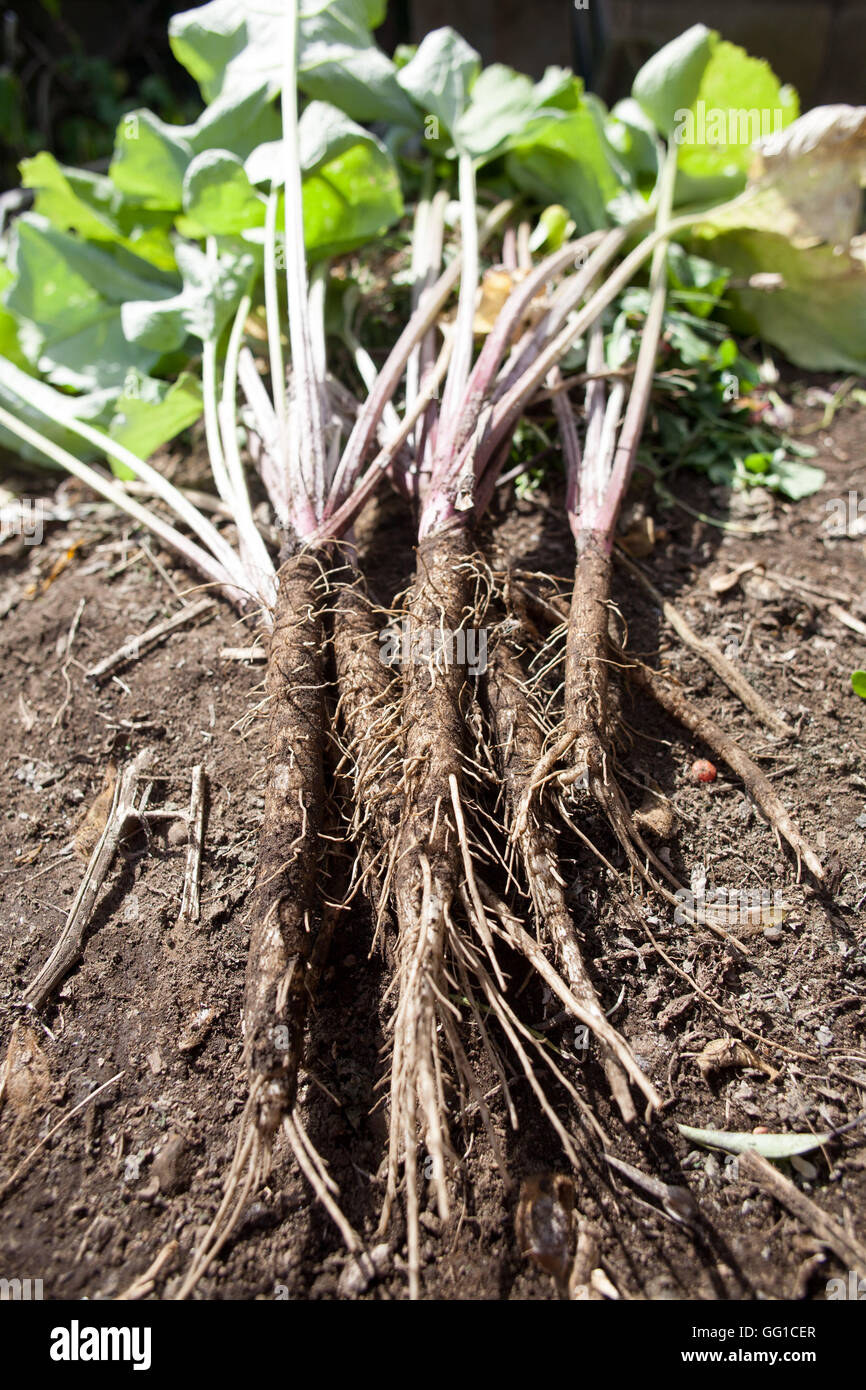 Gobo roots hi-res stock photography and images - Alamy