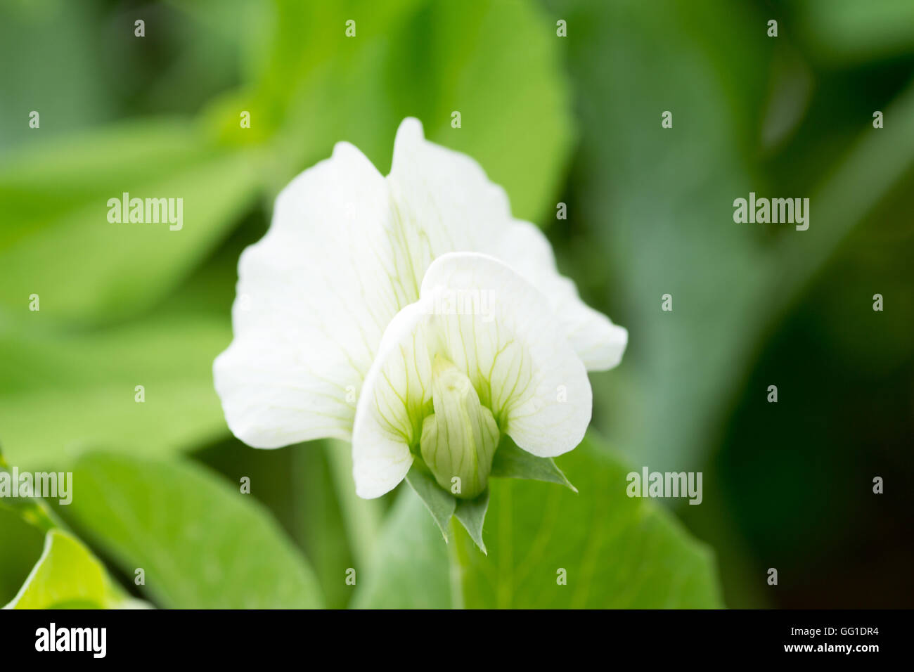 Snow pea flower hi-res stock photography and images - Alamy