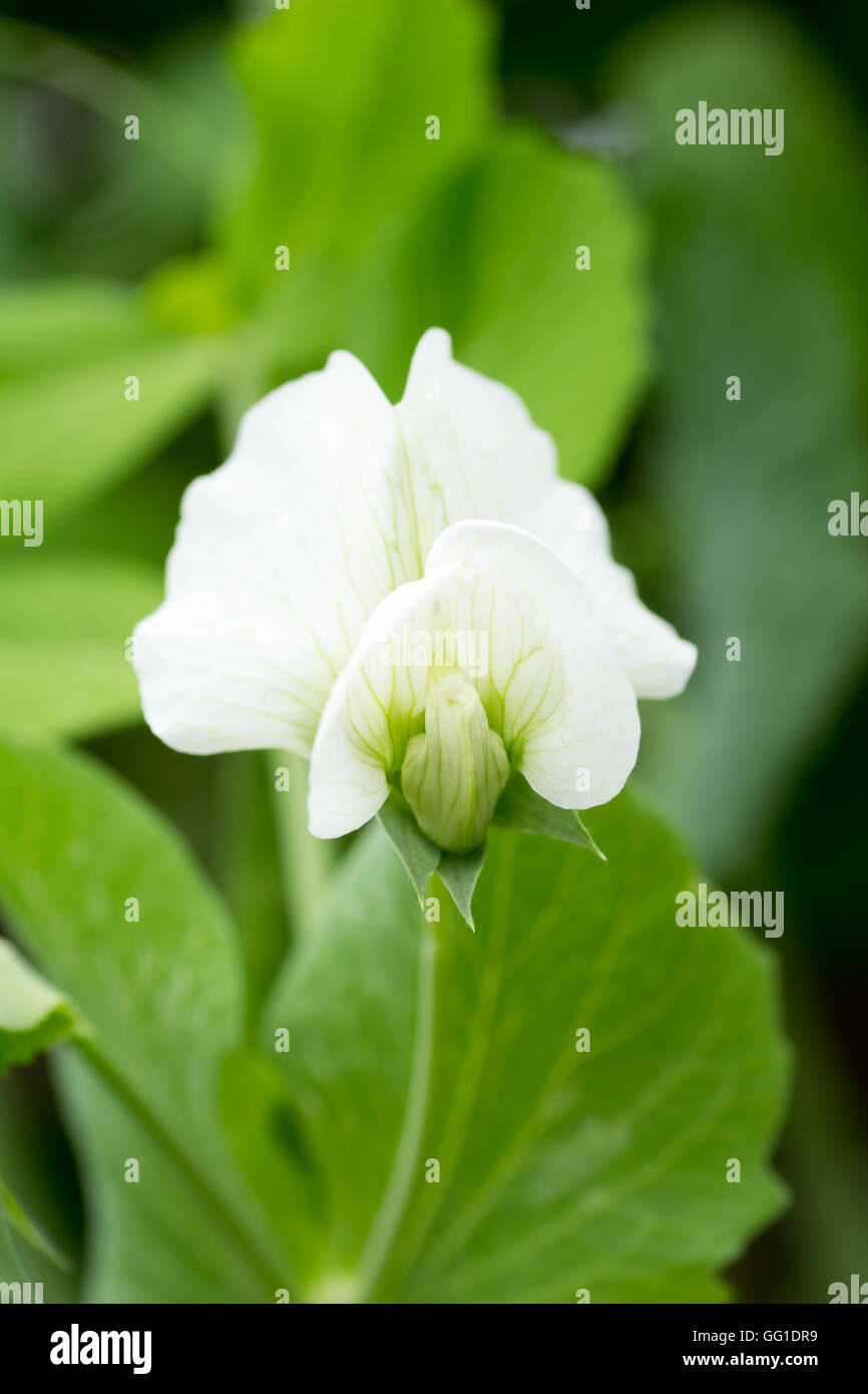 Snow pea flower hi-res stock photography and images - Alamy