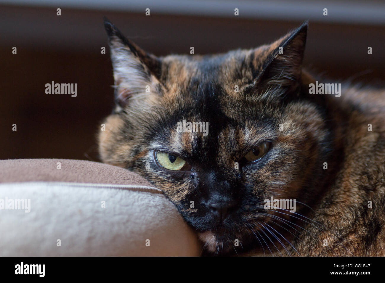 Red tortoiseshell cat hi-res stock photography and images - Alamy