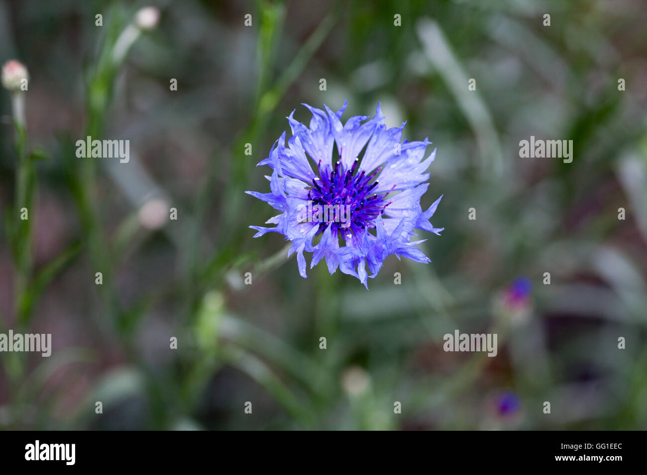Blue rain flower hi-res stock photography and images - Alamy