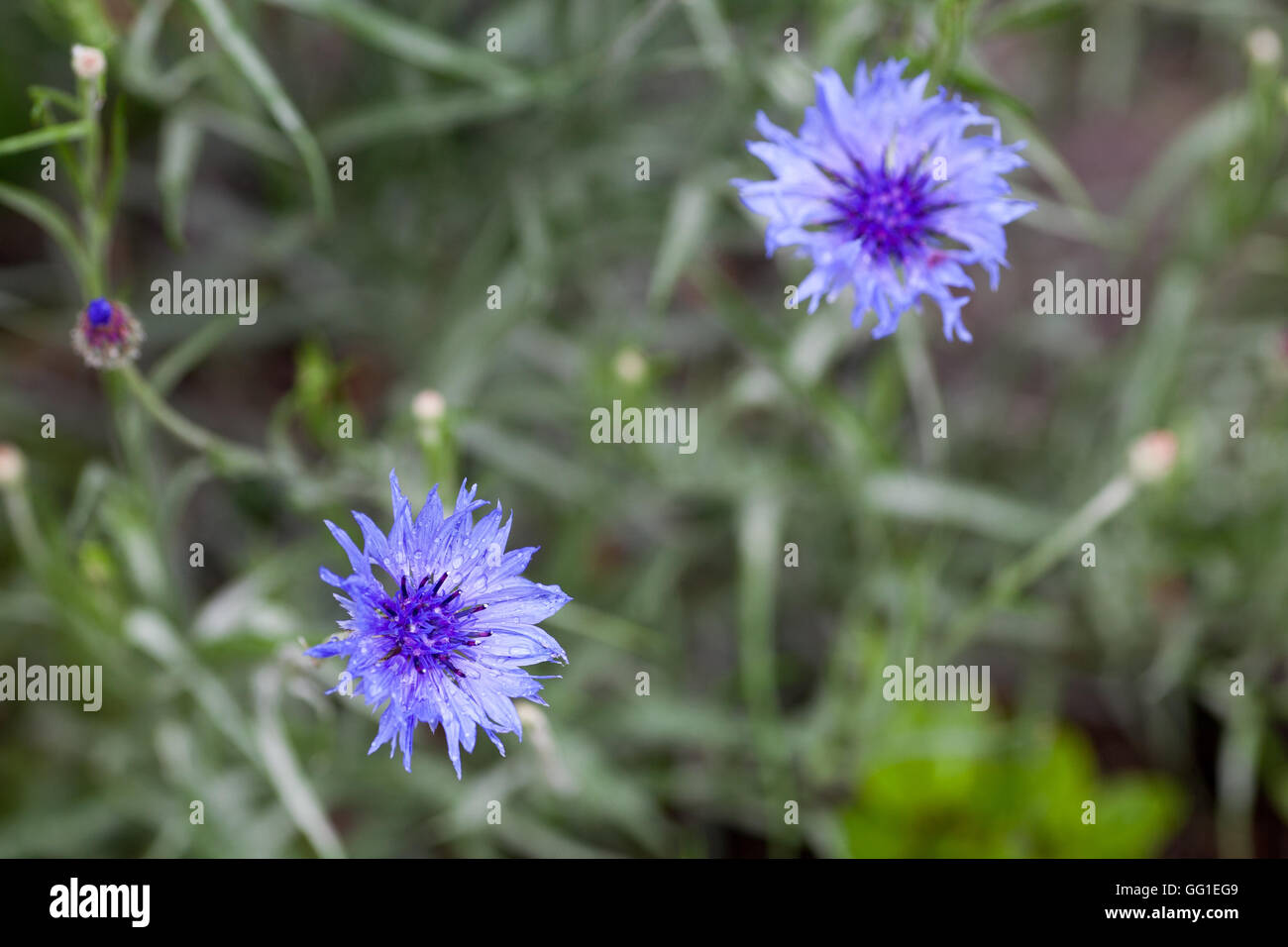 Blue cornflower in the rain with shiny rain drops Stock Photo - Alamy