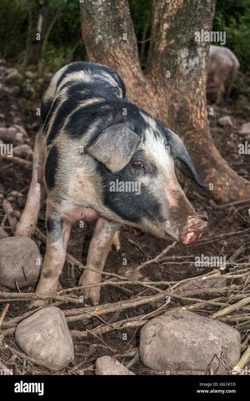 Pig looking at camera hi-res stock photography and images - Alamy