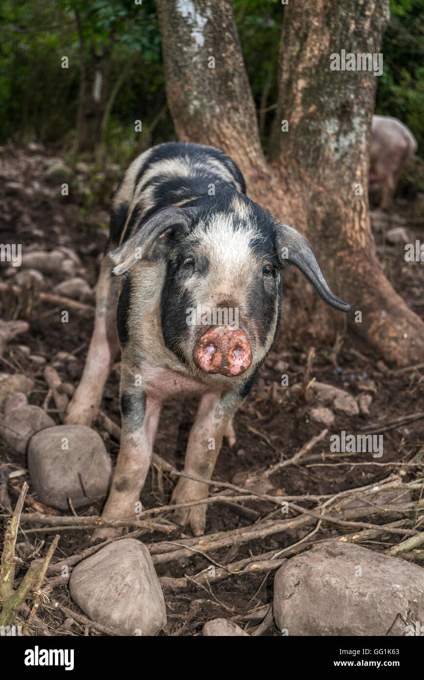 Pig looking at camera hi-res stock photography and images - Alamy