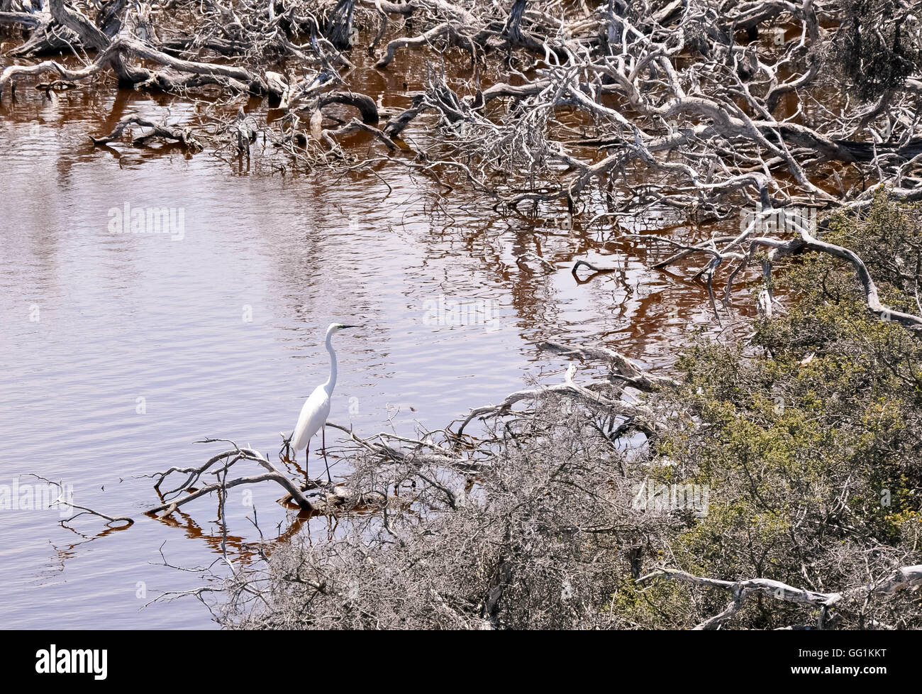 White heron at Lake Coogee wetland reserve with calm water and dense ...