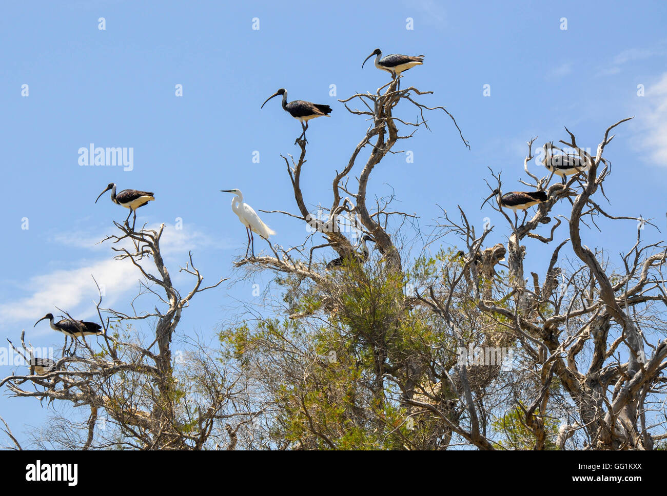 Large flock of straw-necked black and white Ibis birds with one white ...