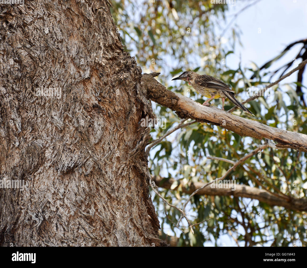 Red wattlebird with grey-brown feathers, yellow belly and red wattle in ...