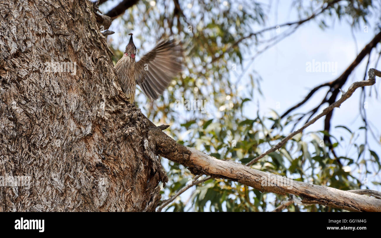 Red wattlebird, catching an insect, with unique red wattle in wetland ...