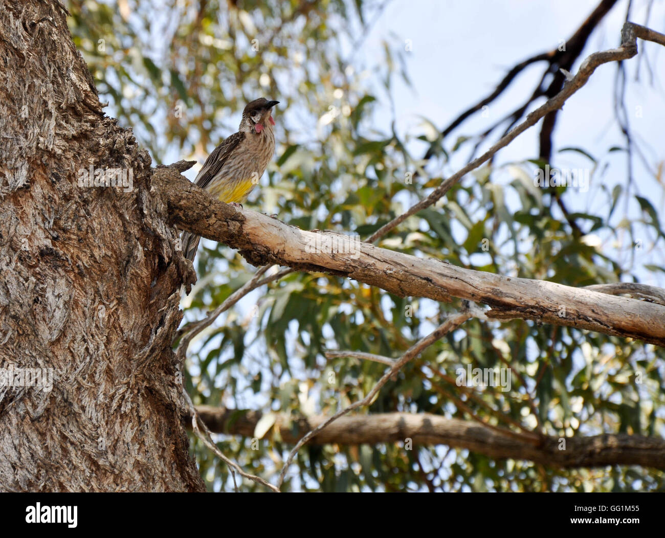 Red wattlebird with grey-brown feathers, yellow belly and red wattles ...