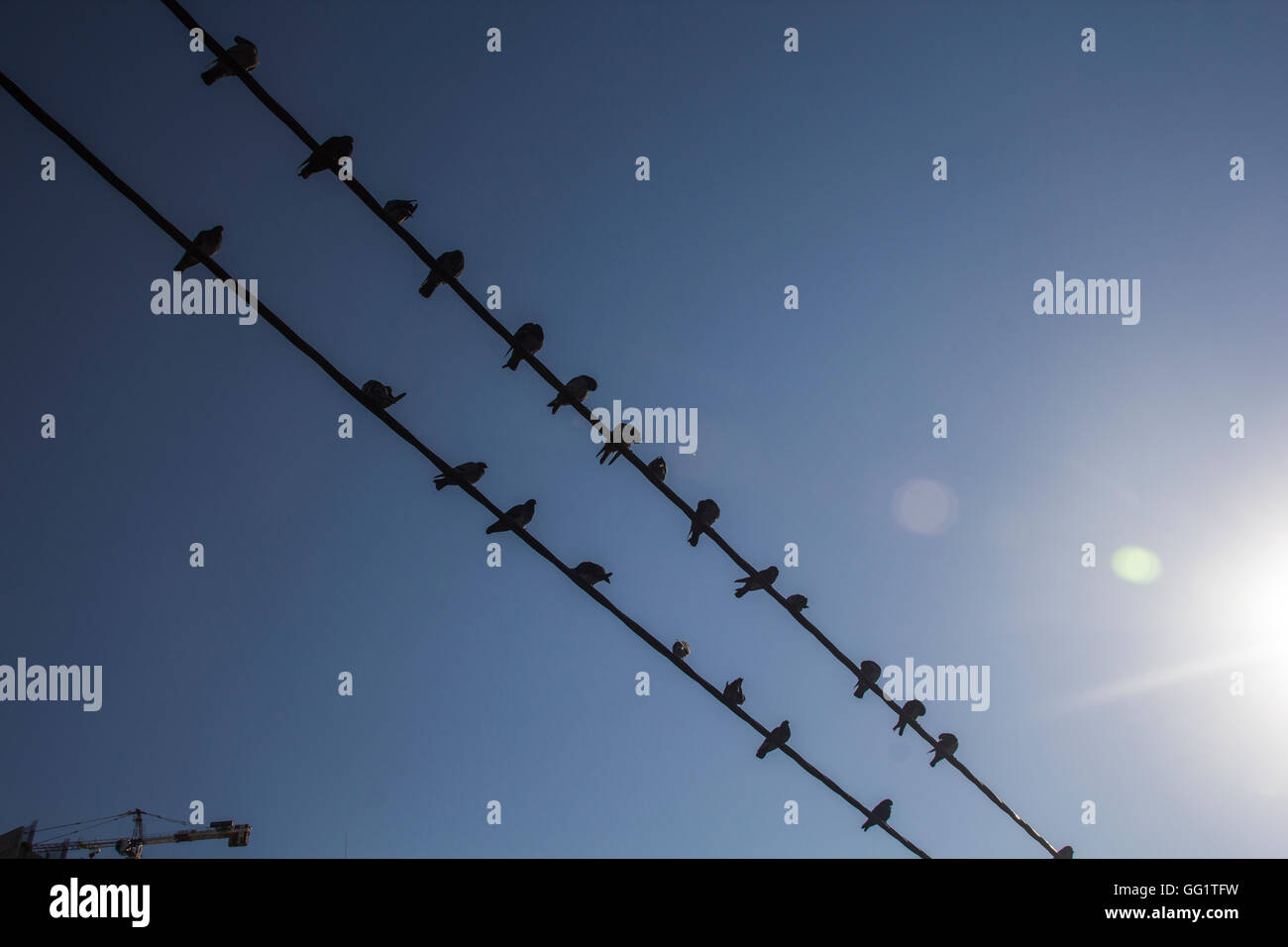 Birds are on electrical wire Stock Photo - Alamy