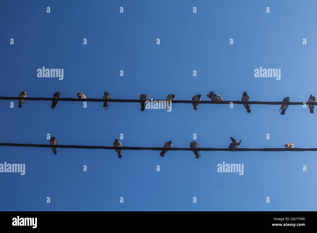 Birds are on electrical wire Stock Photo - Alamy
