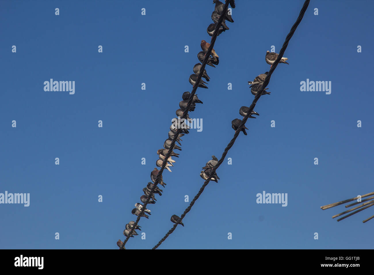 Birds are on electrical wire Stock Photo - Alamy