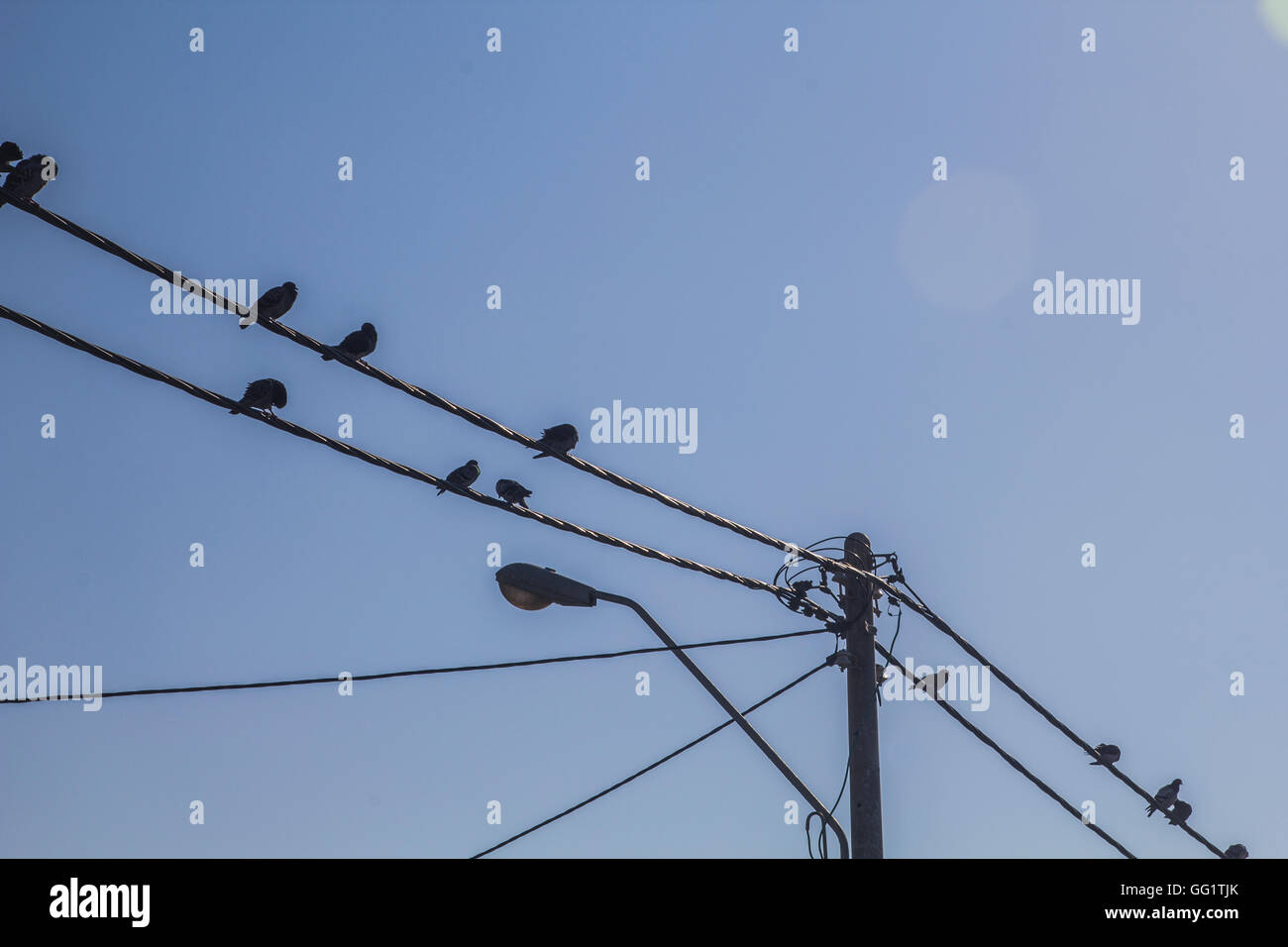 Birds are on electrical wire Stock Photo - Alamy