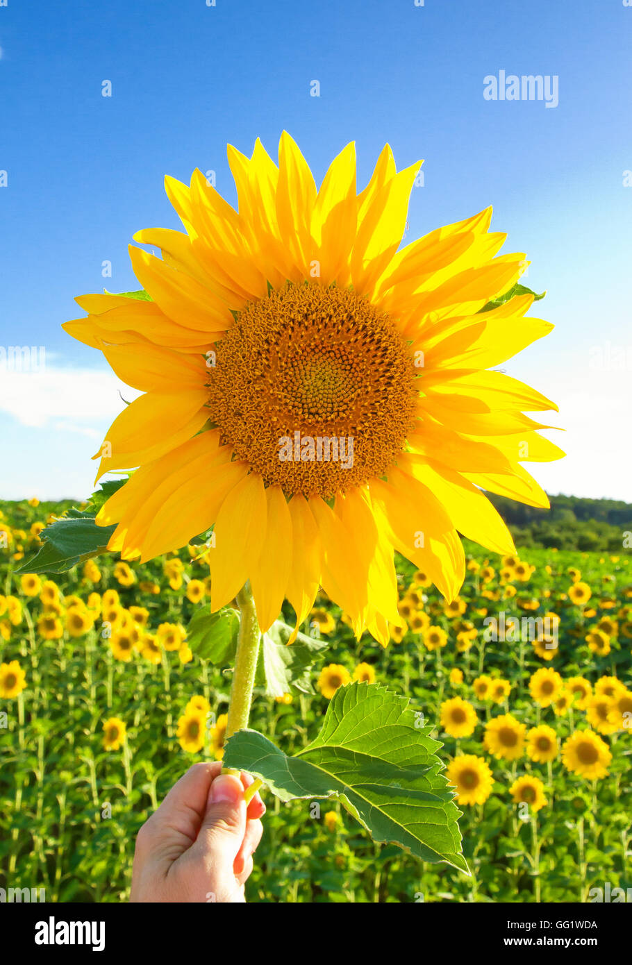 Hand flower field hi-res stock photography and images - Alamy