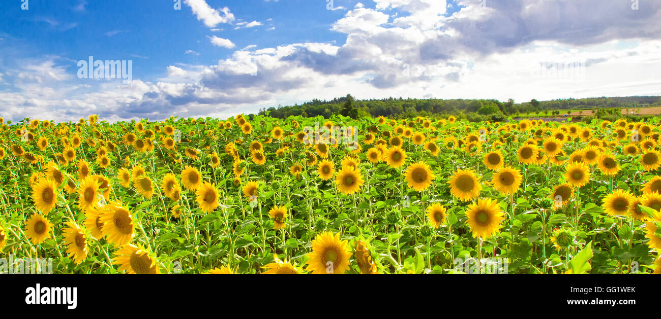 Big sunflower field in summer Stock Photo - Alamy