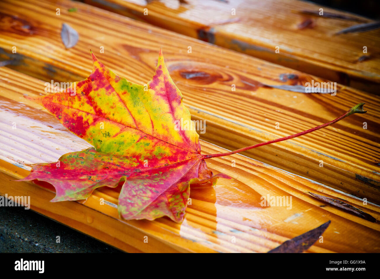 Colorful autumn leave on a bench Stock Photo - Alamy