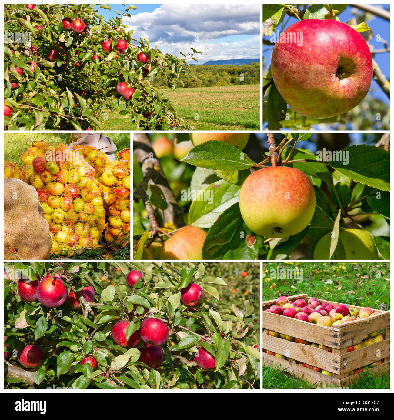 Apple harvest - photo collage Stock Photo - Alamy