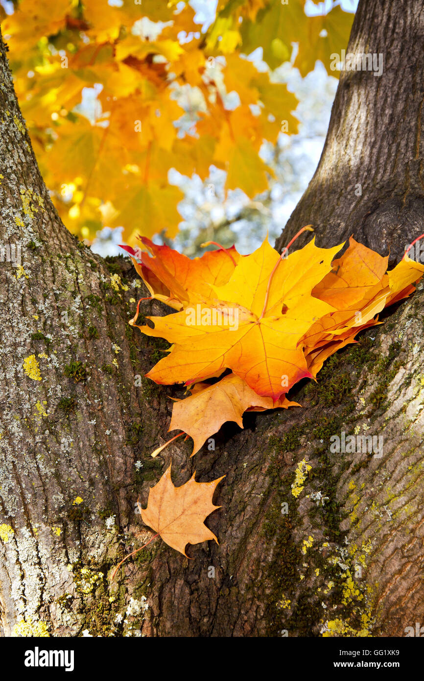 Dawn maple tree hi-res stock photography and images - Alamy
