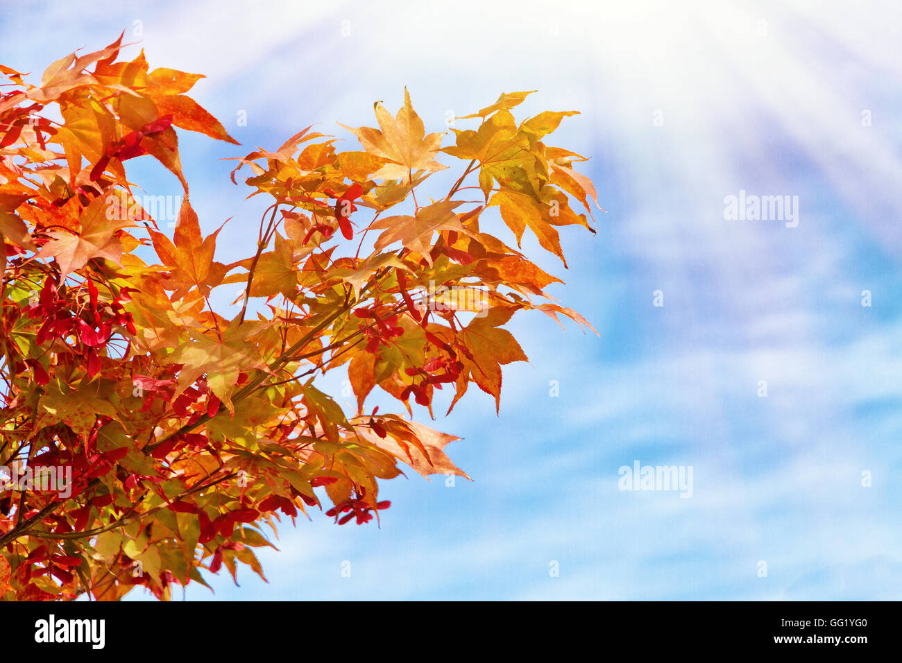 Colorful maple tree hi-res stock photography and images - Alamy