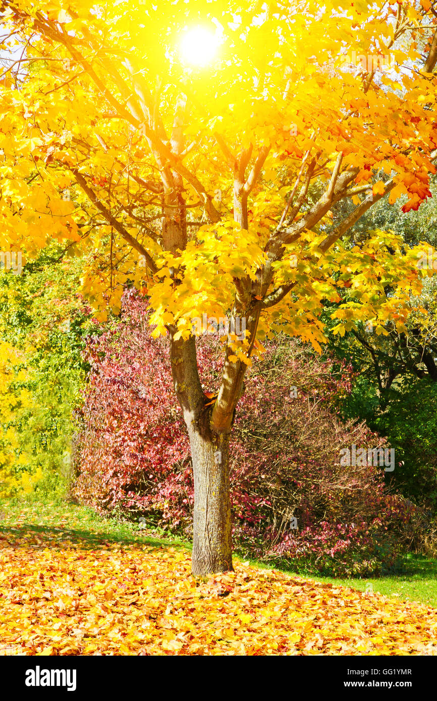 Maple tree in the sun Stock Photo - Alamy