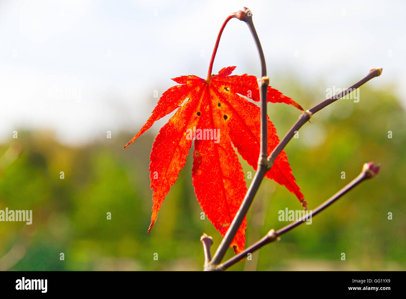 One fall leaf hi-res stock photography and images - Alamy