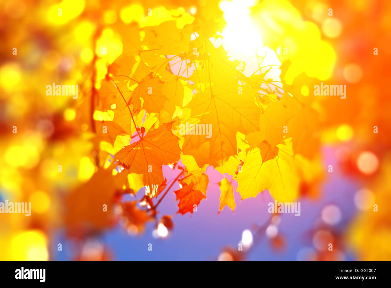 Bright light in maple leaves Stock Photo - Alamy