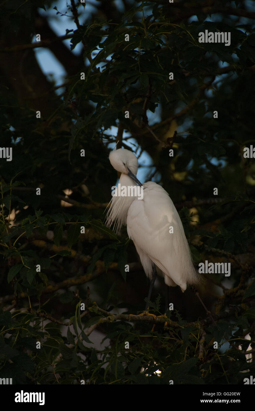 Preening herons hi-res stock photography and images - Alamy