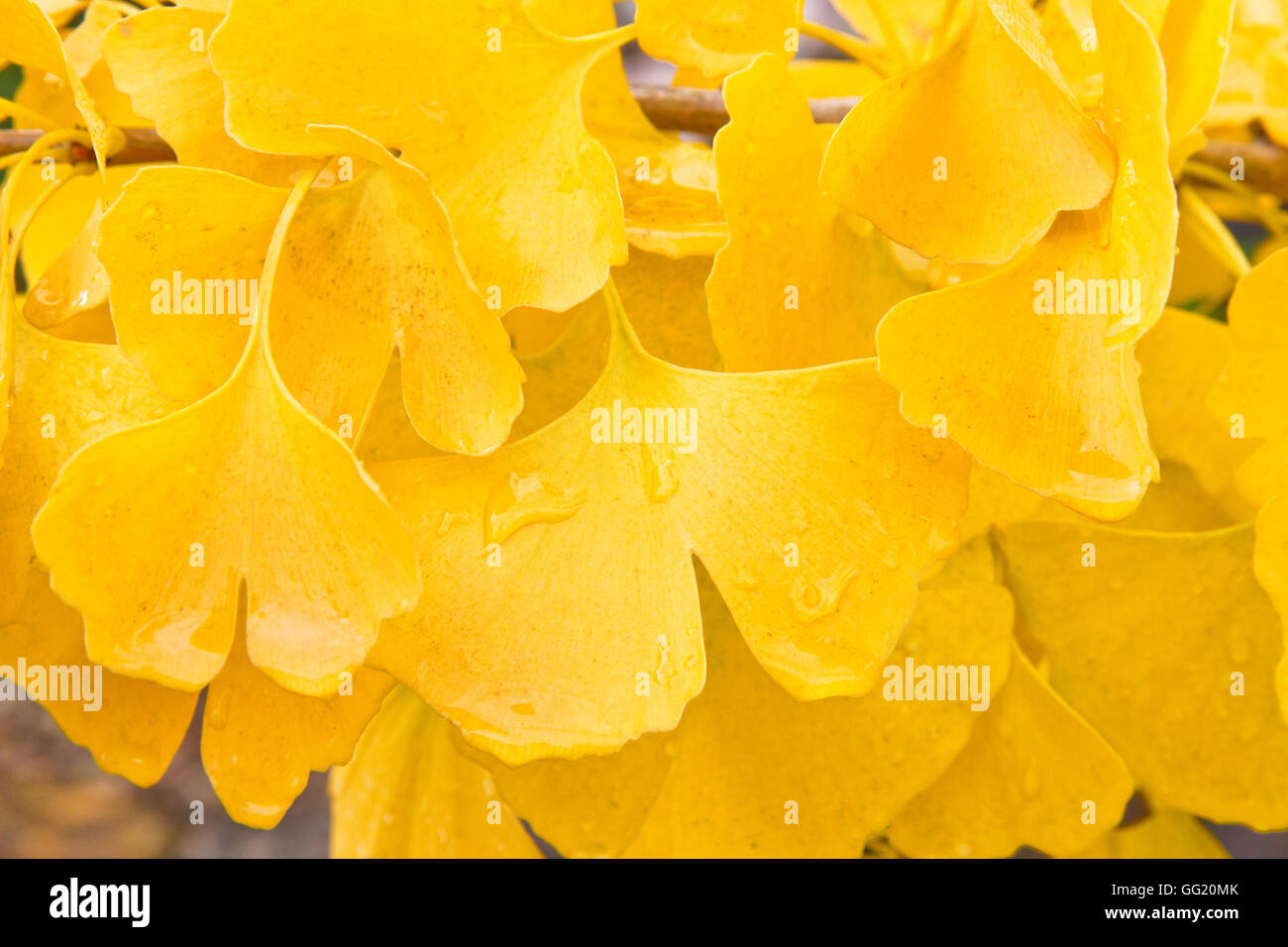 Ginkgoales hi-res stock photography and images - Alamy