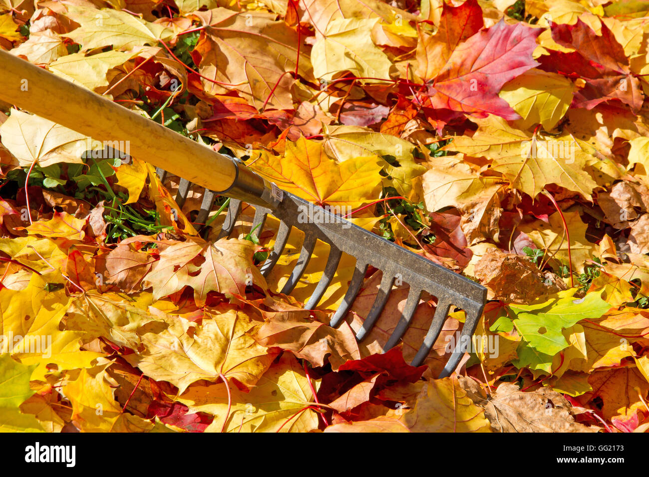 Rake leaves hi-res stock photography and images - Alamy