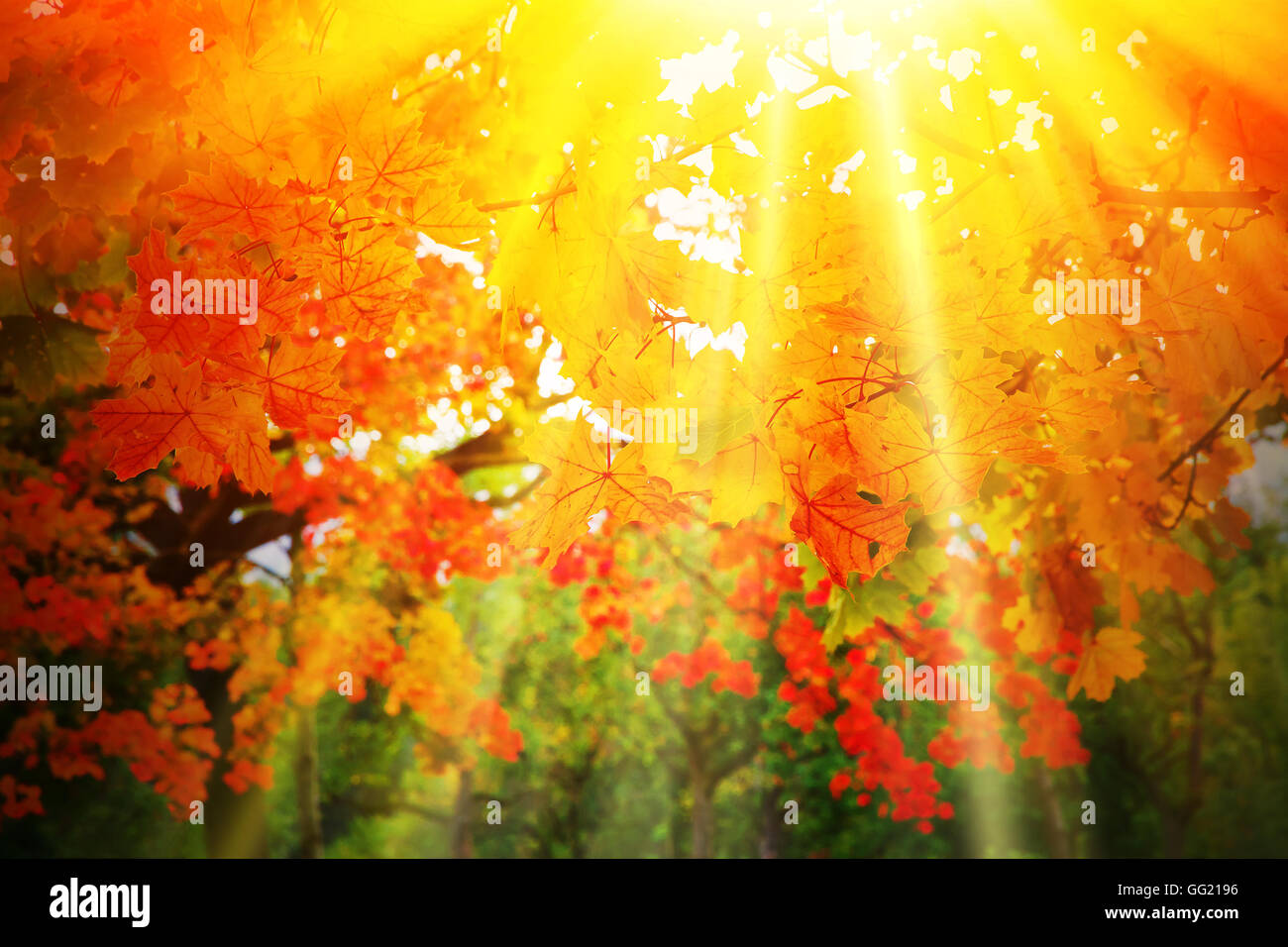Beautiful golden maple leaves hi-res stock photography and images - Alamy