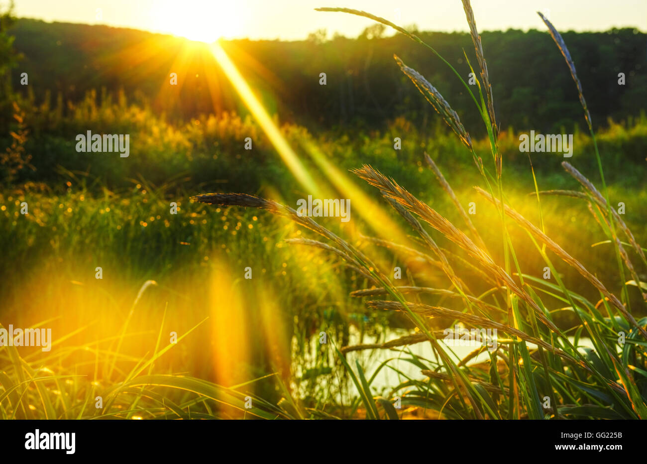 Sunset Field, Beautiful Vibrant Color Stock Photo - Alamy