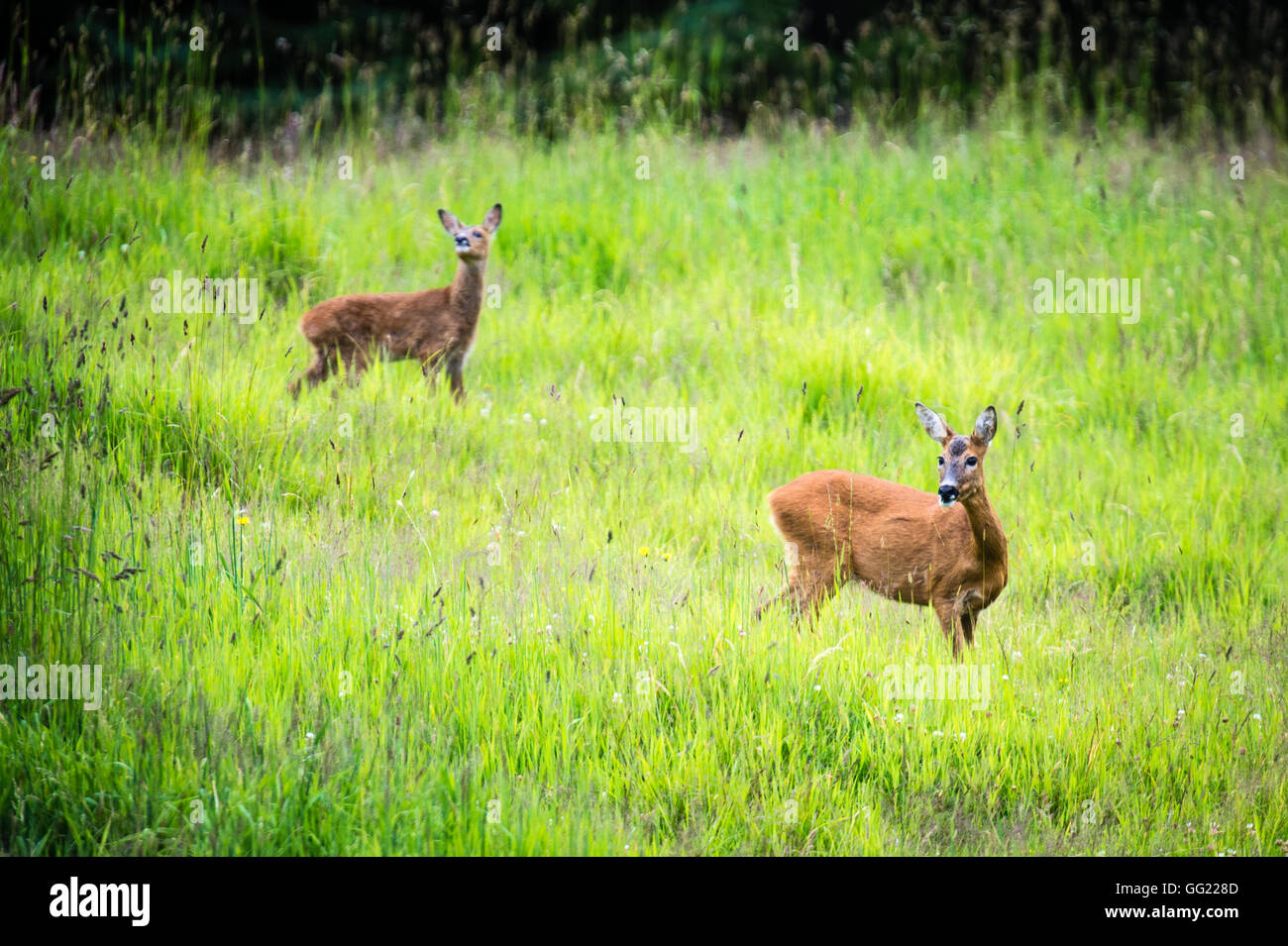 Scotland roe deer doe hi-res stock photography and images - Alamy