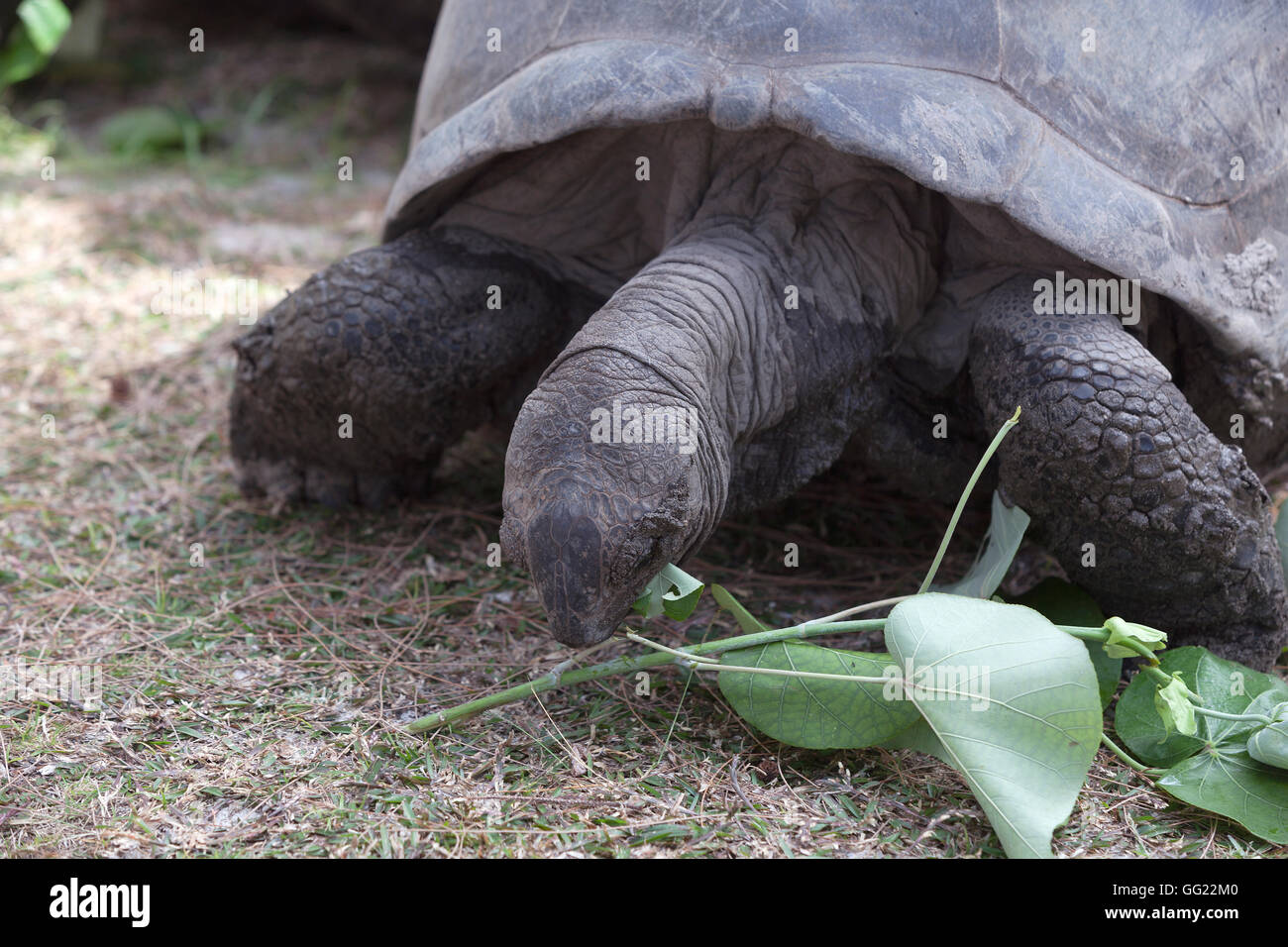 Curieuse island reserve hi-res stock photography and images - Alamy
