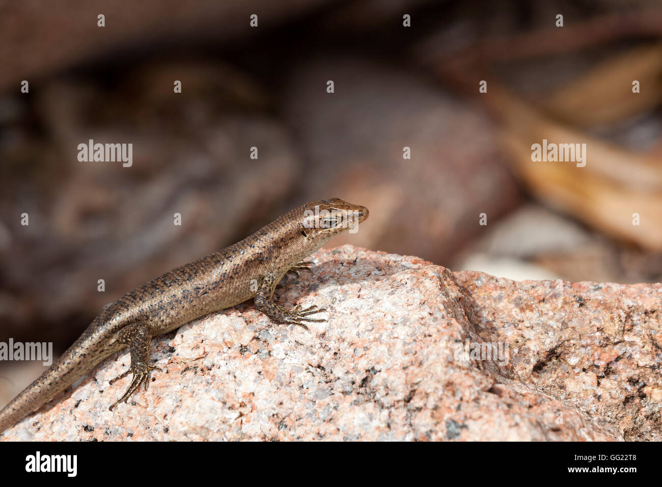 Lizard sunbathing hi-res stock photography and images - Alamy