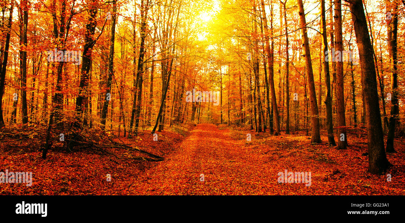 Sun in colorful autumn forest Stock Photo - Alamy