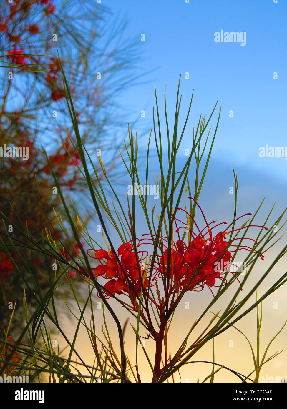Australian native plant hi-res stock photography and images - Alamy
