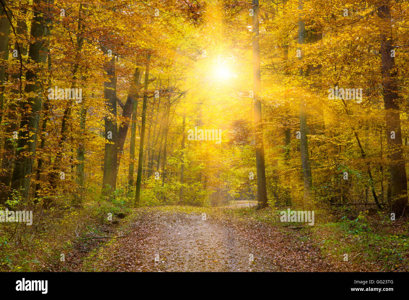 Sun in autumn forest Stock Photo - Alamy