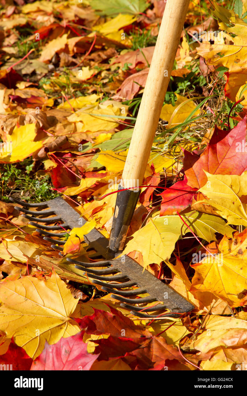Rake autumn leaves garden hi-res stock photography and images - Alamy